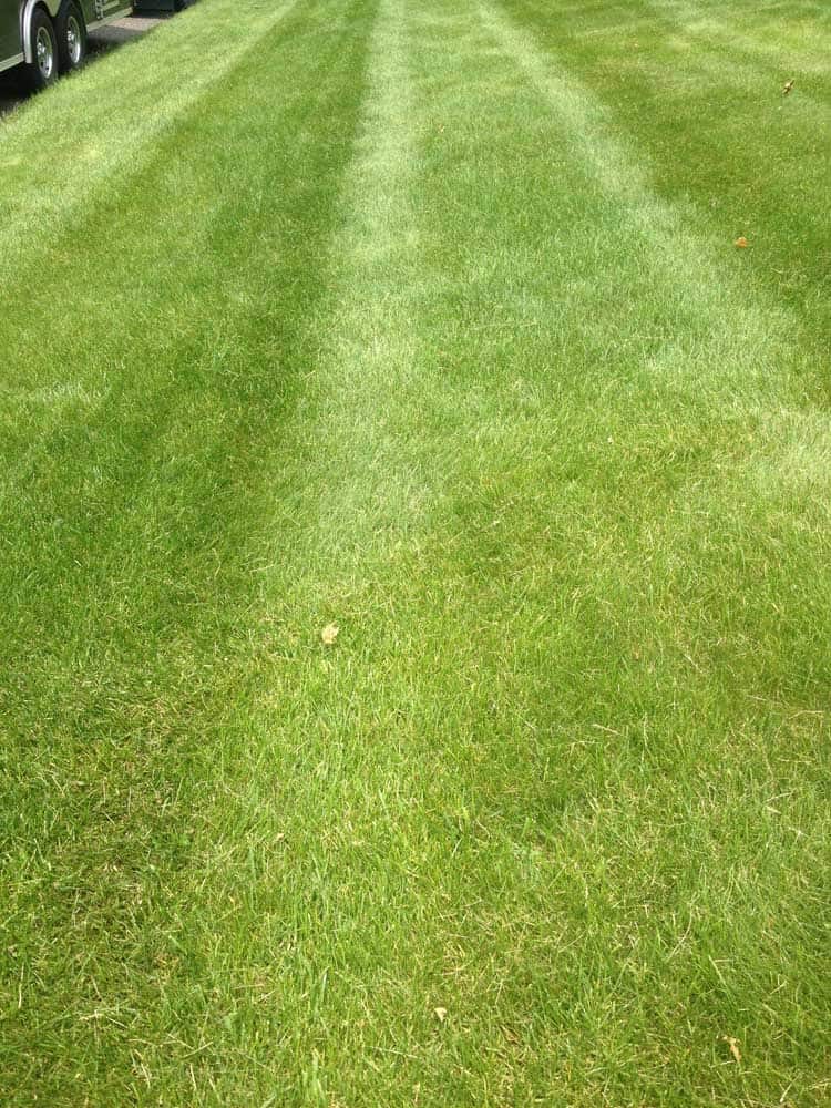 Turf Care Gallery | Ashwood Property Care