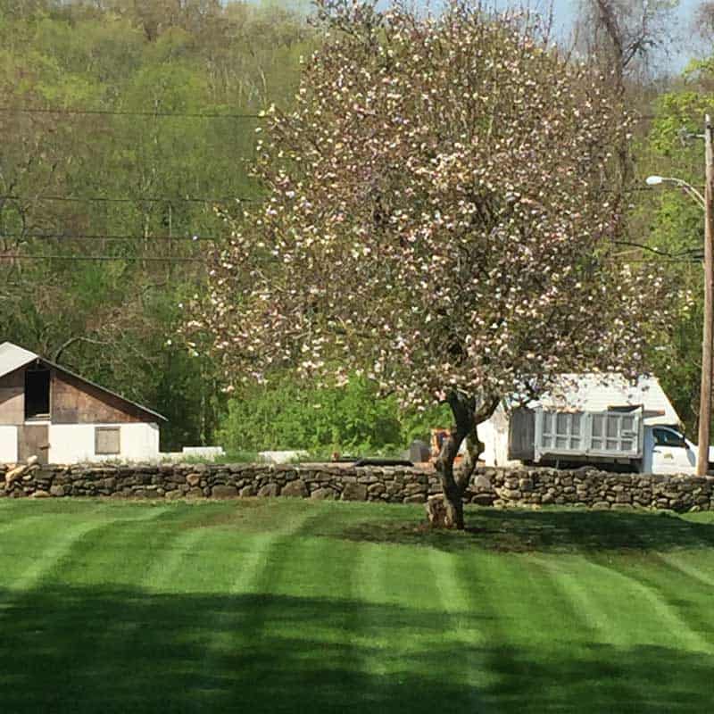 Turf Care Gallery | Ashwood Property Care